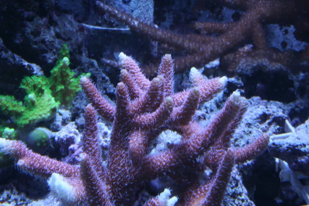 SPS Spotlight: Rose Millepora | Reef2Reef
